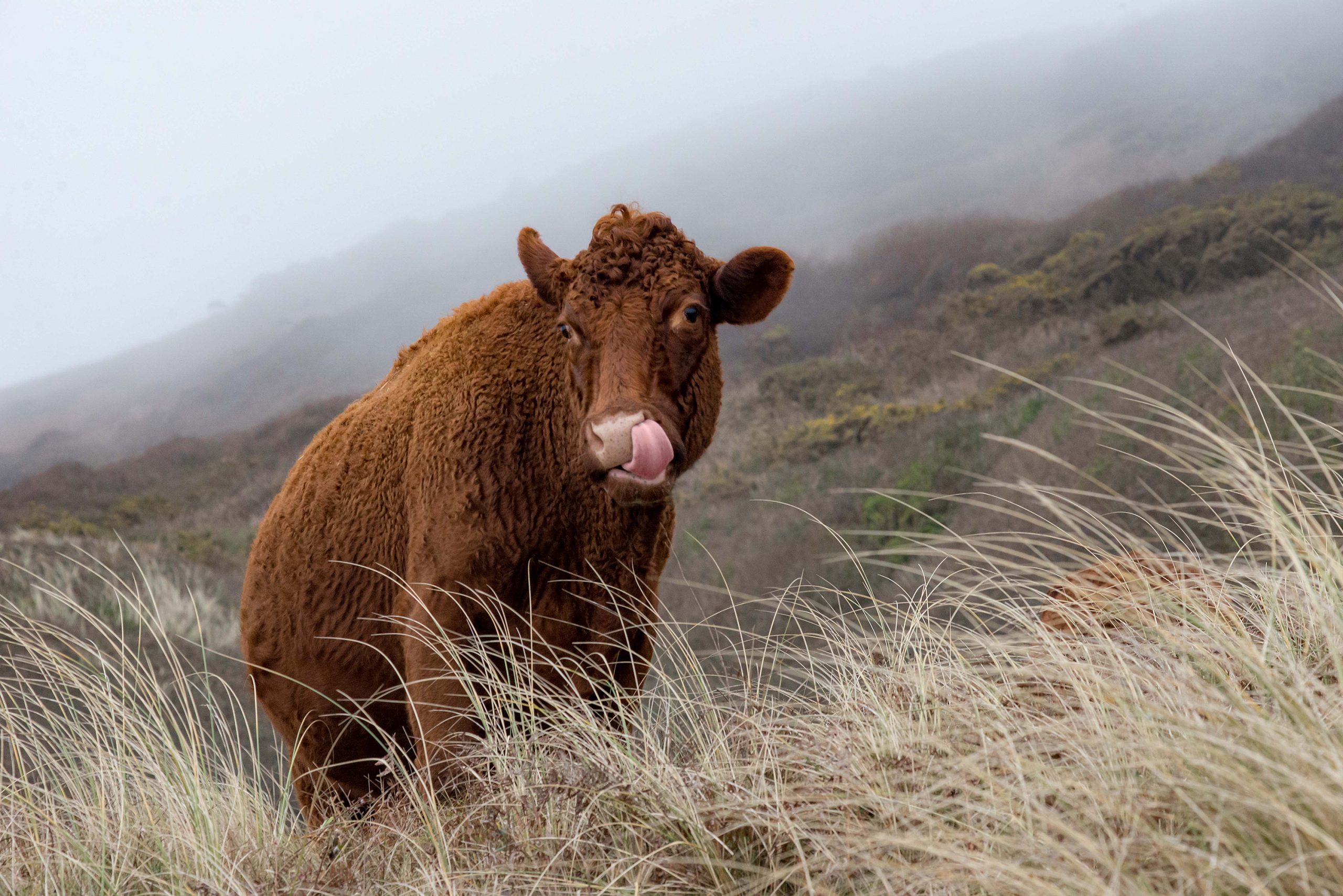 A Cow Thing